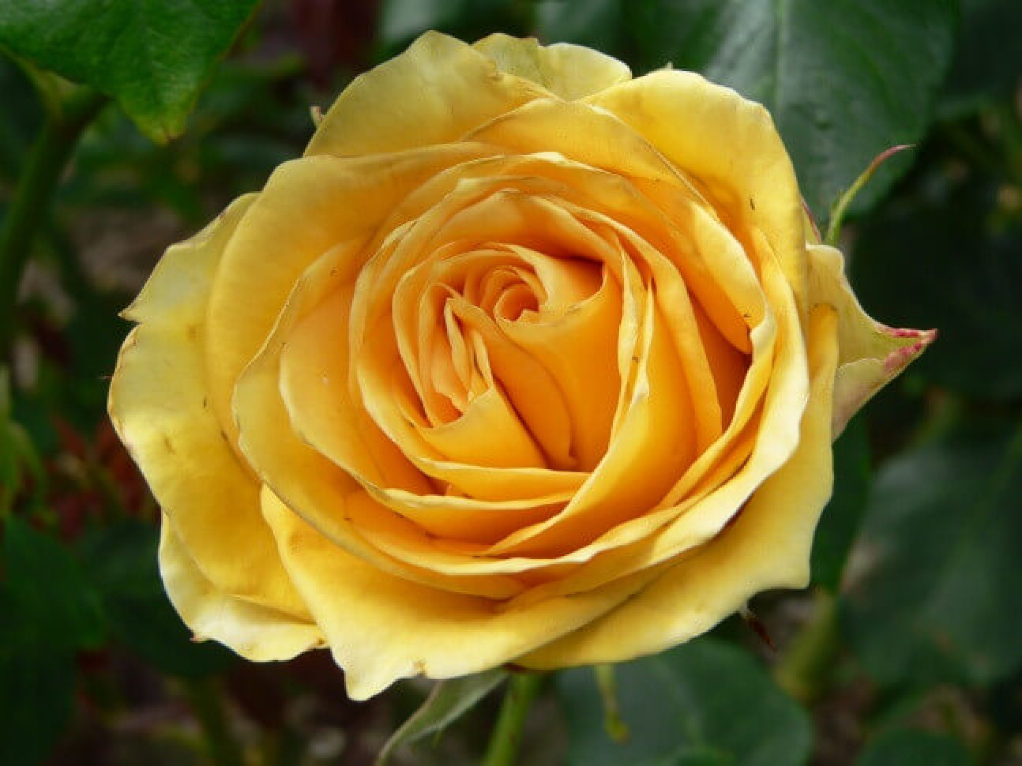 Lots of Perfume | Victoria State Rose Garden, Werribee Park
