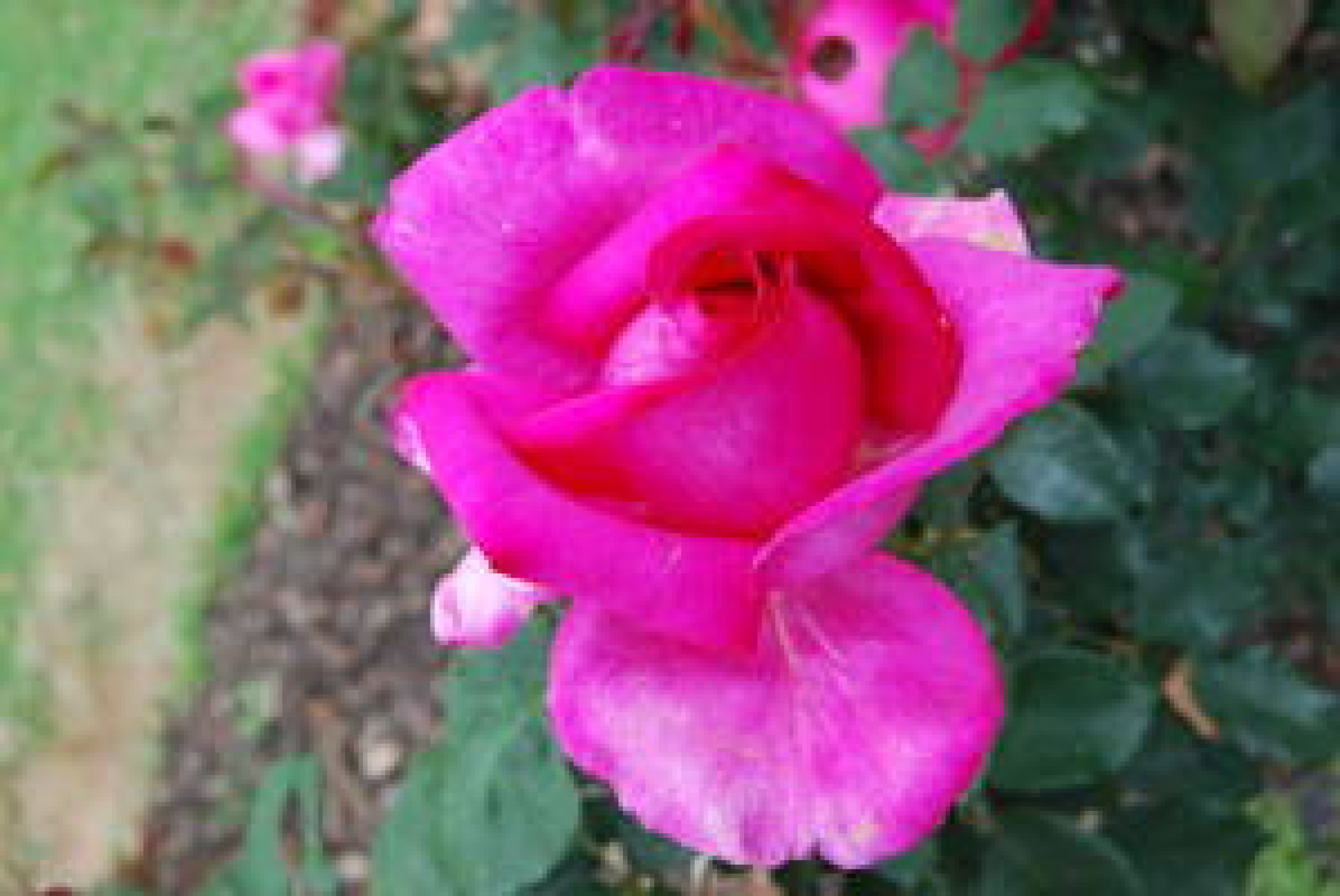 Lots of Perfume | Victoria State Rose Garden, Werribee Park