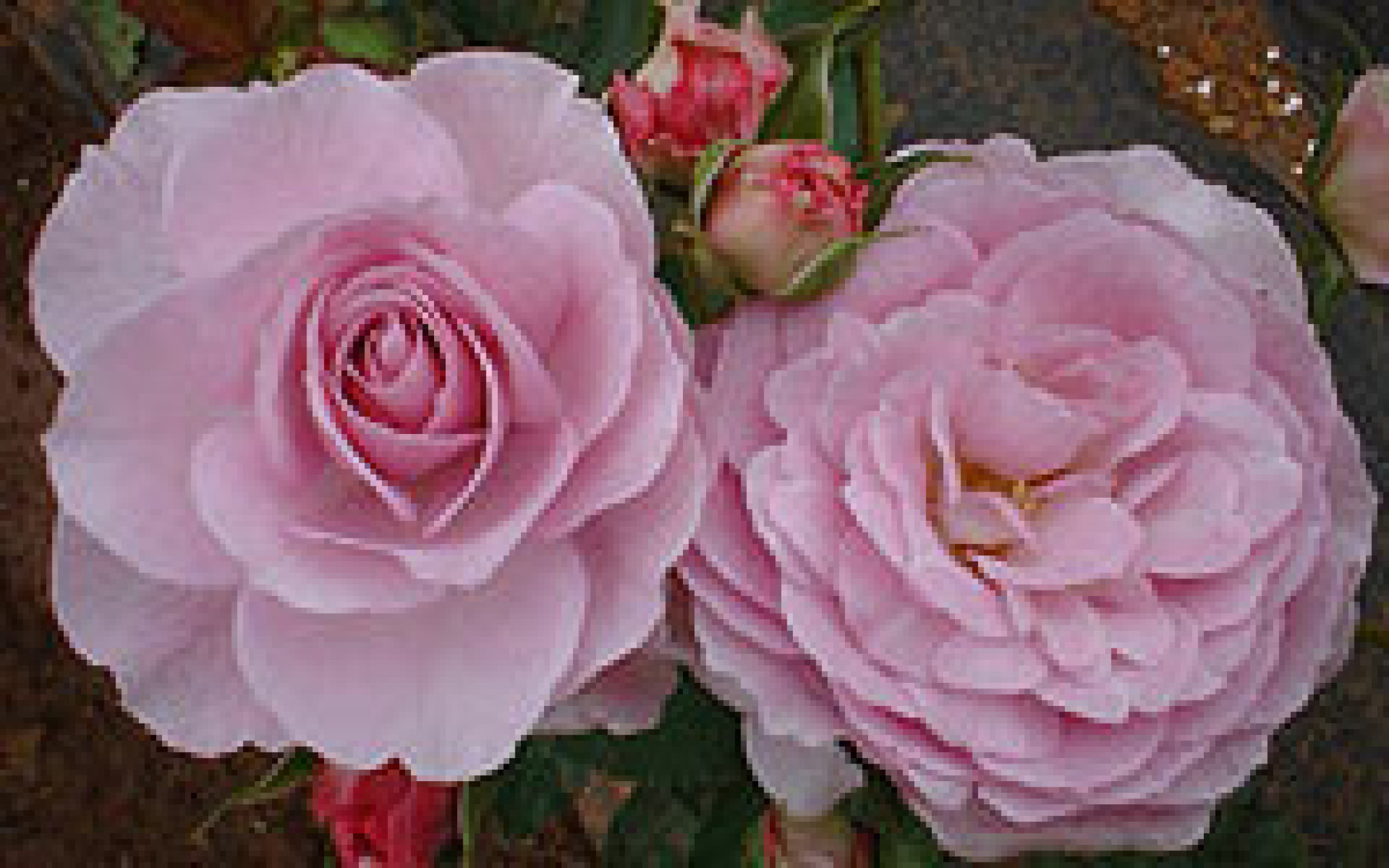 Lots of Perfume | Victoria State Rose Garden, Werribee Park