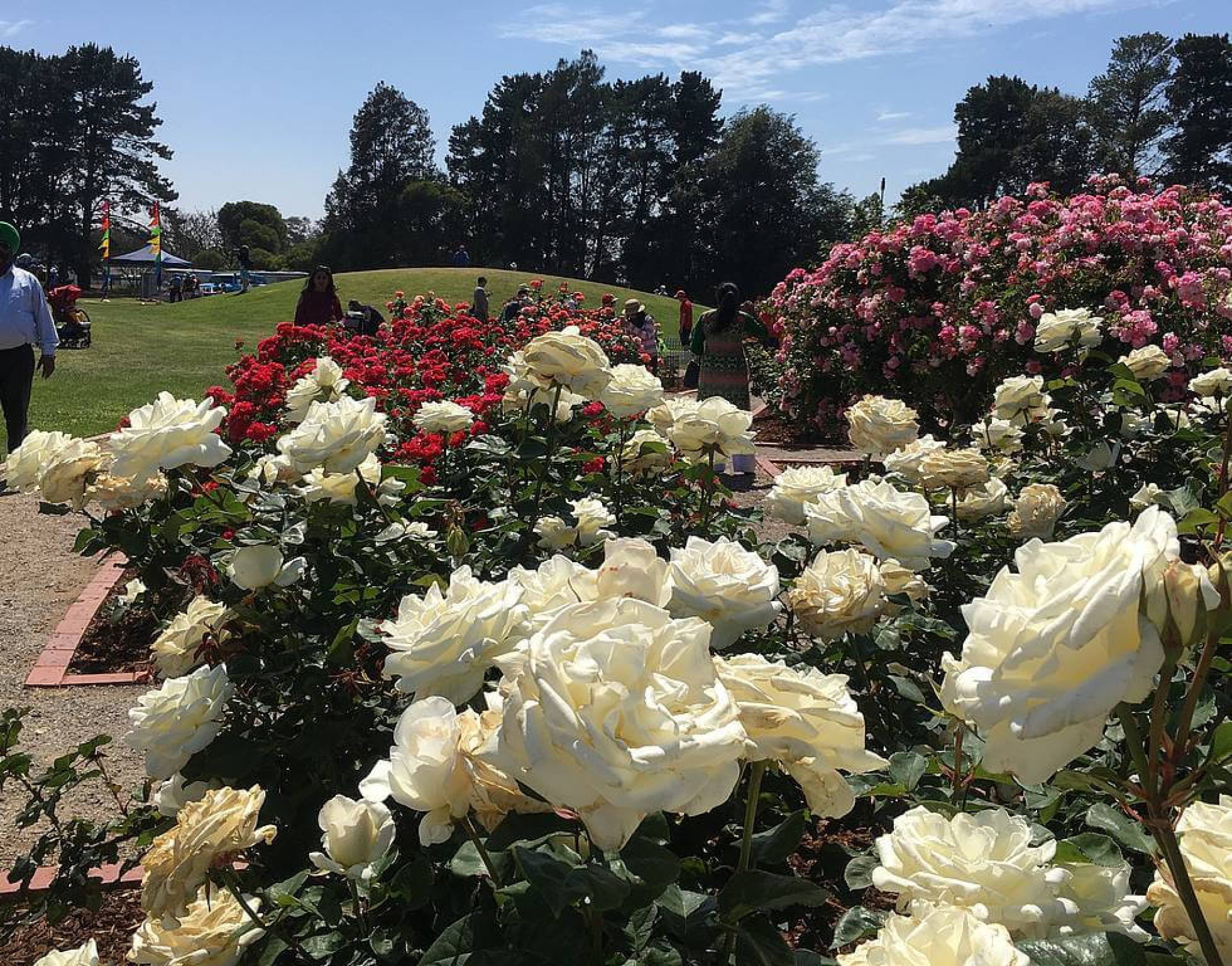 State Rose & Garden Show 2017 | Victoria State Rose Garden, Werribee Park
