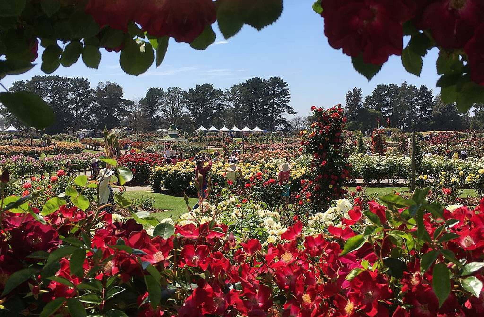 State Rose & Garden Show 2017 | Victoria State Rose Garden, Werribee Park