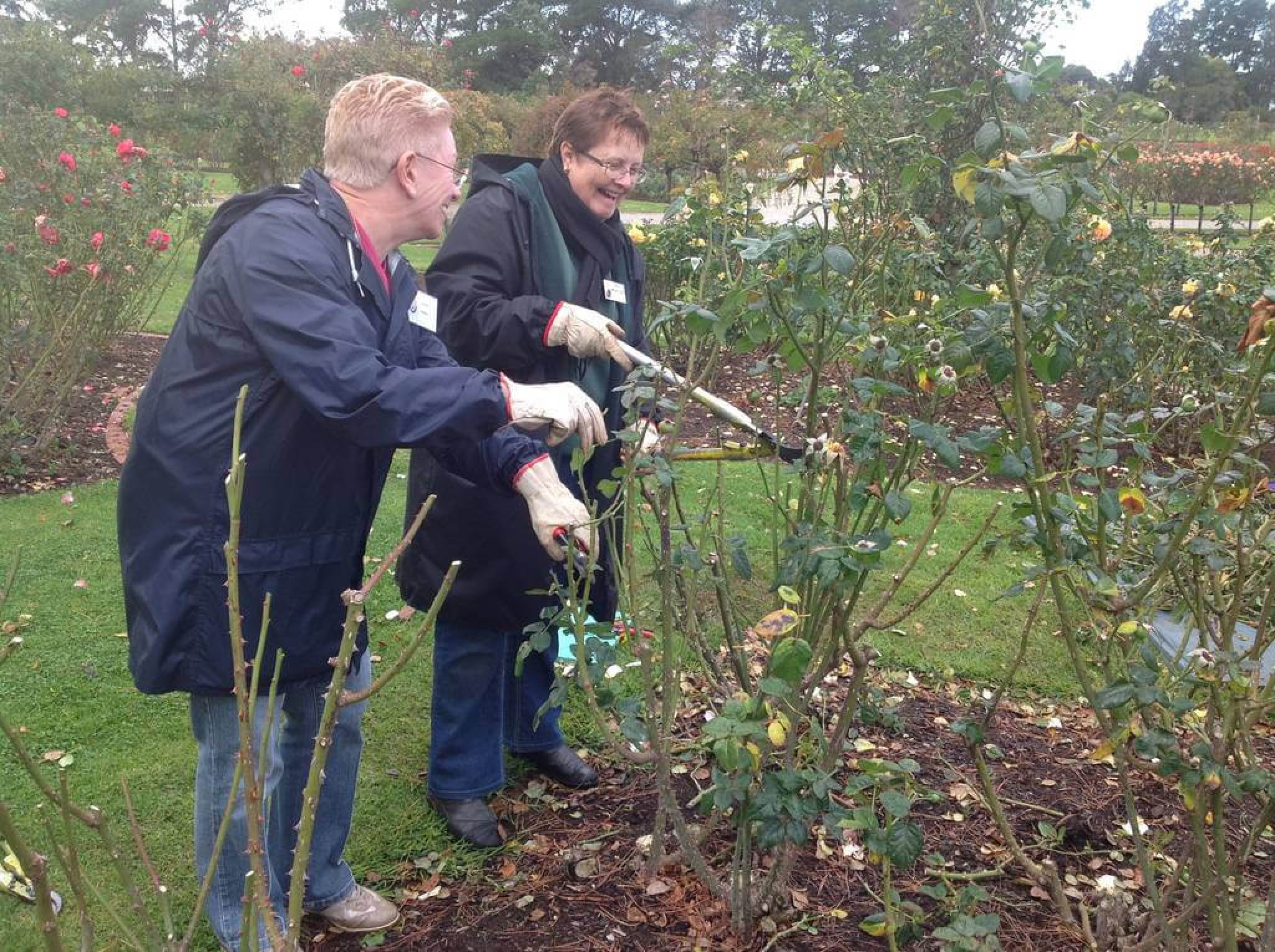 June 2015 | Victoria State Rose Garden, Werribee Park