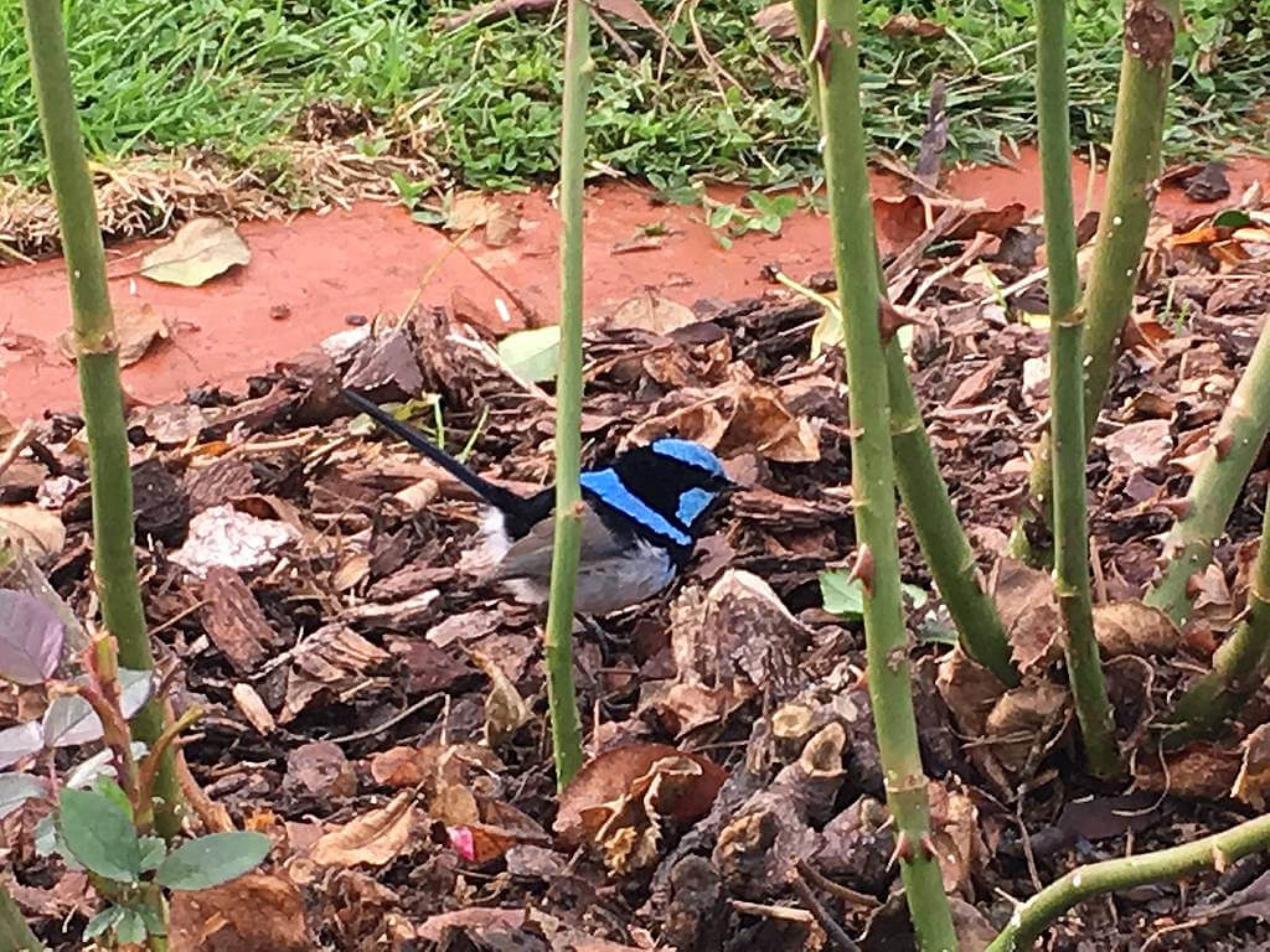 June 2018 | Victoria State Rose Garden, Werribee Park