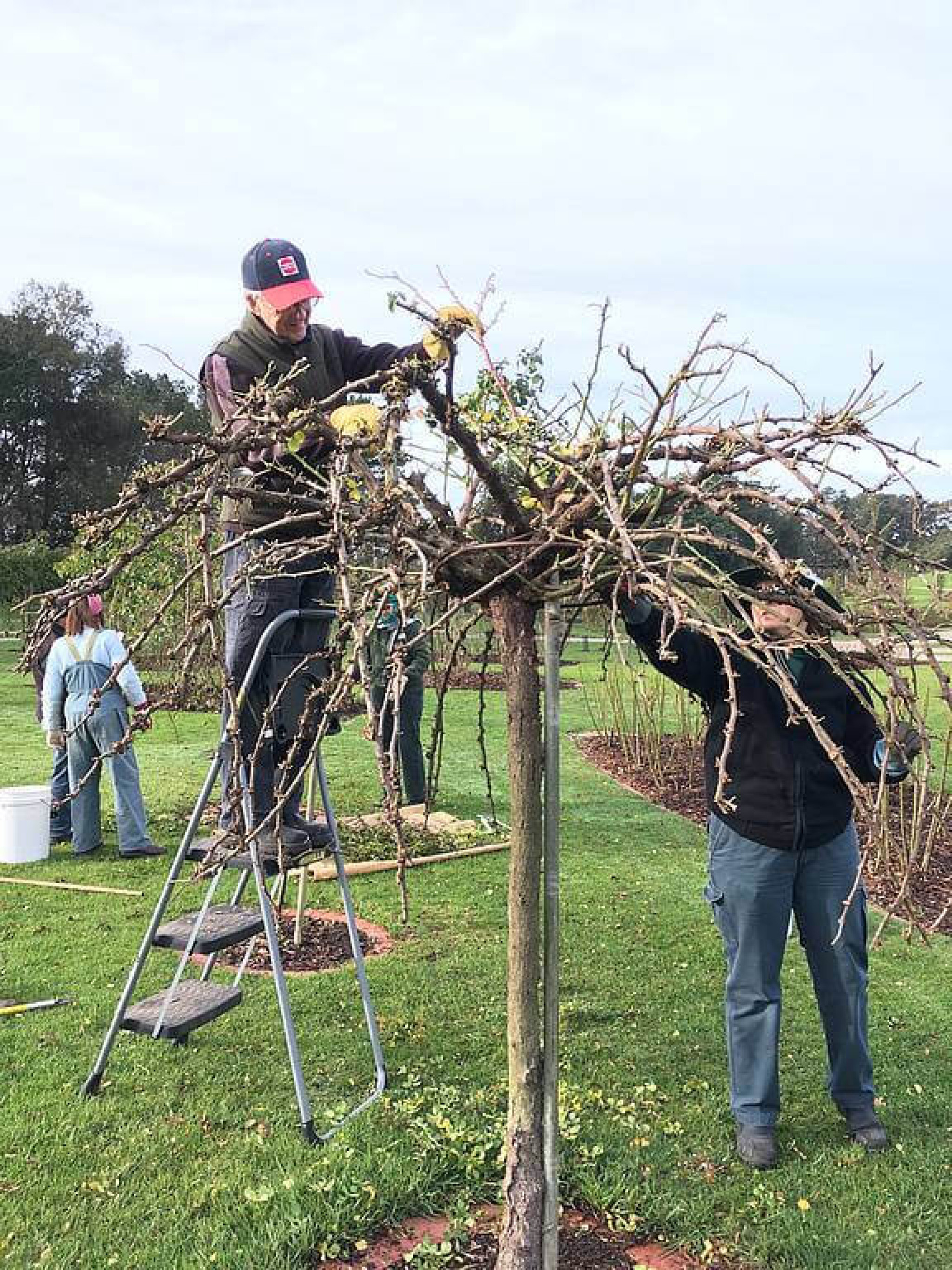June 2018 | Victoria State Rose Garden, Werribee Park