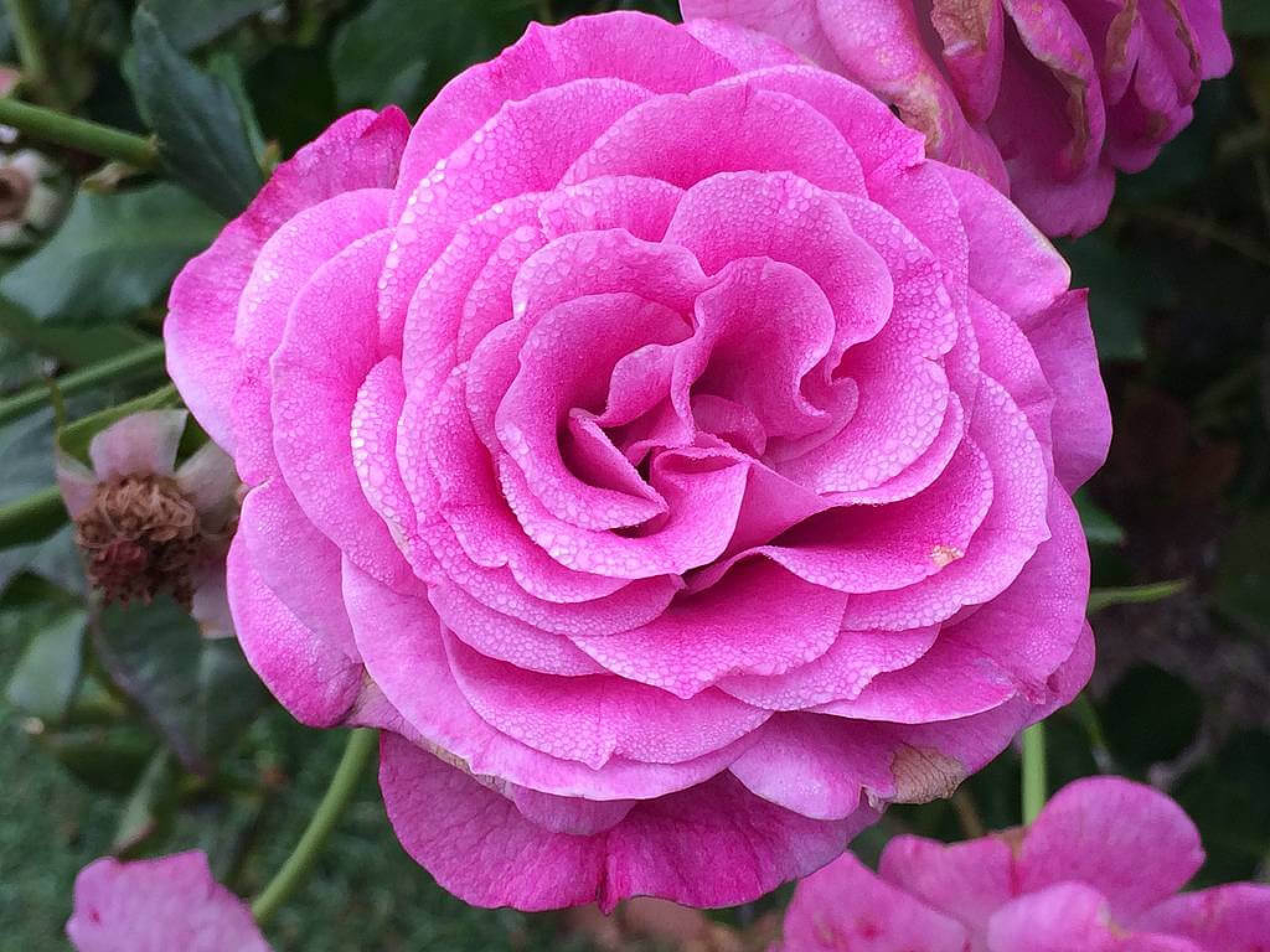 March 2016 | Victoria State Rose Garden, Werribee Park