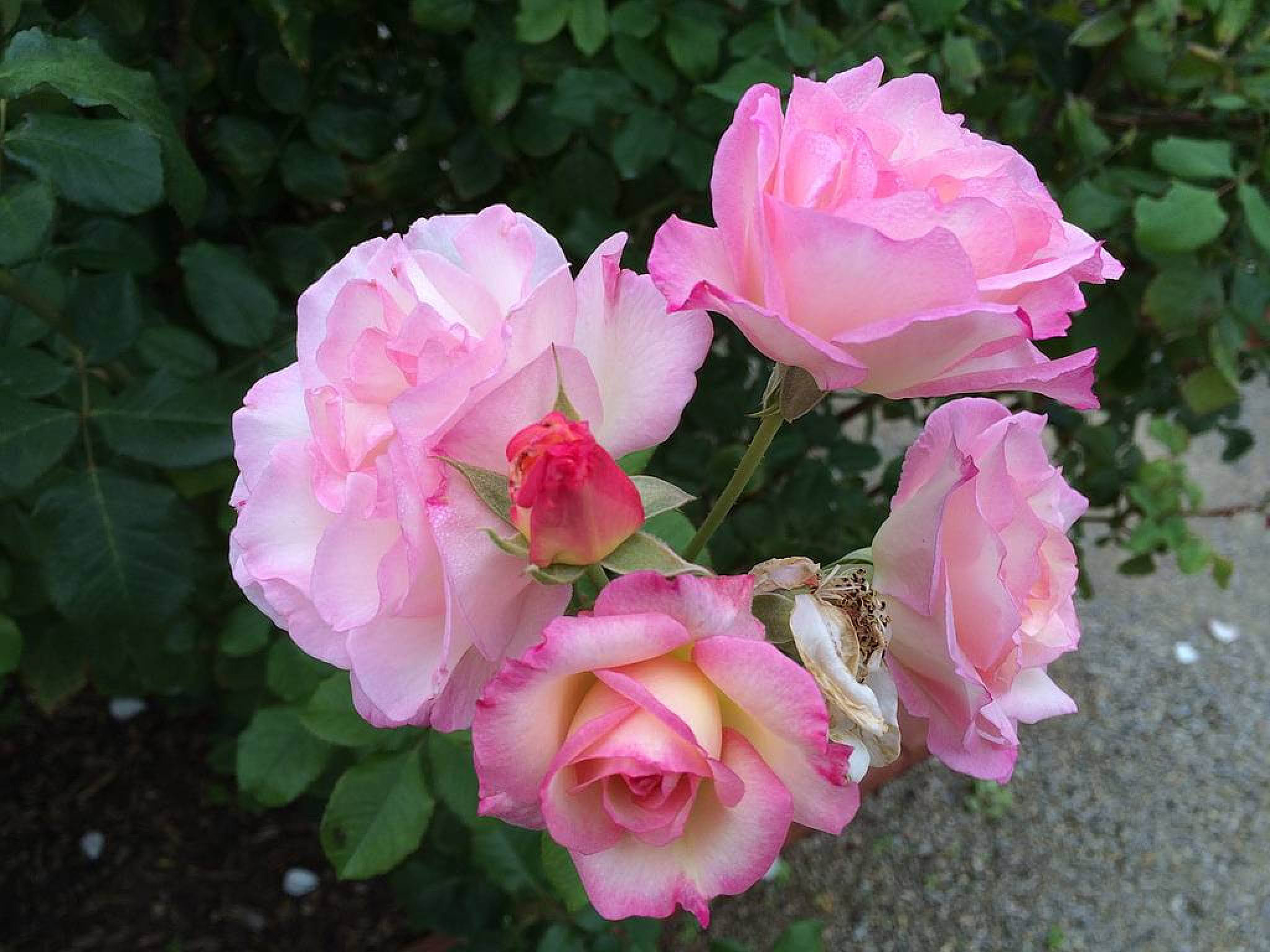 March 2016 | Victoria State Rose Garden, Werribee Park