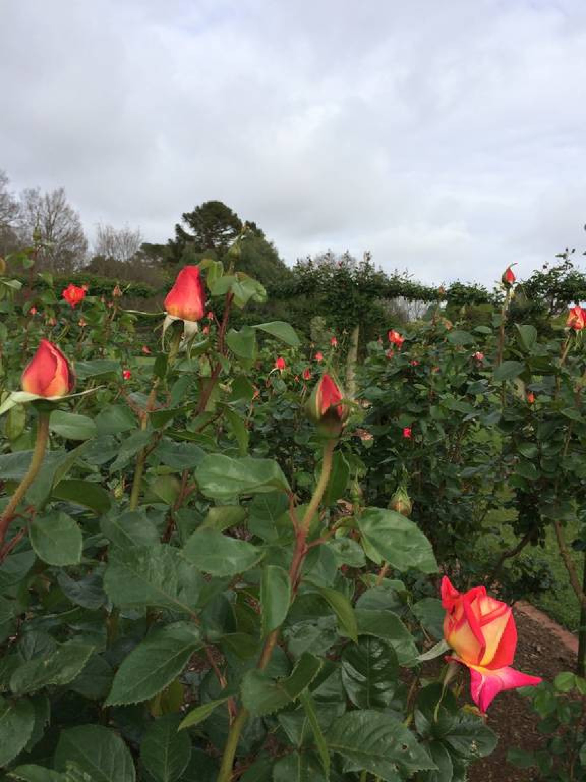 October 2014 | Victoria State Rose Garden, Werribee Park