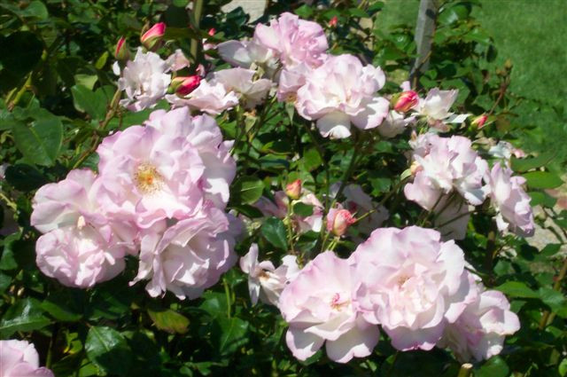 Angela Rose Taylor | Victoria State Rose Garden, Werribee Park