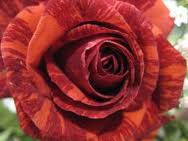 Red Intuition | Victoria State Rose Garden, Werribee Park