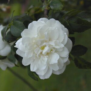 Sander's White | Victoria State Rose Garden, Werribee Park