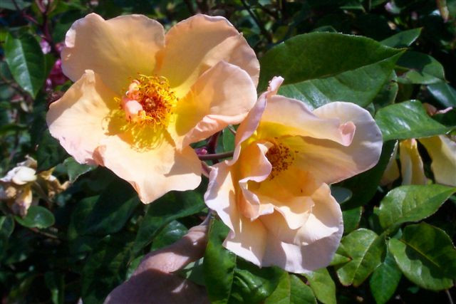 Squatter's Dream | Victoria State Rose Garden, Werribee Park