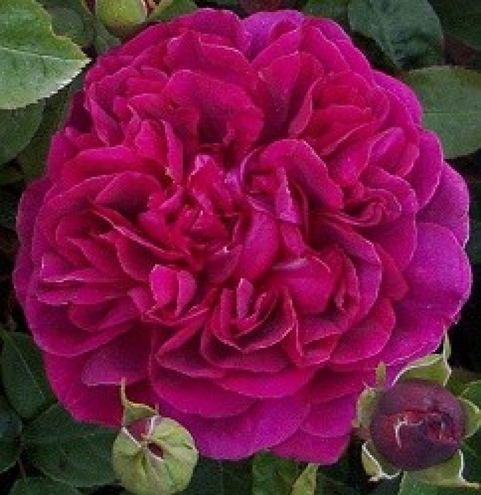 Lots of Perfume | Victoria State Rose Garden, Werribee Park